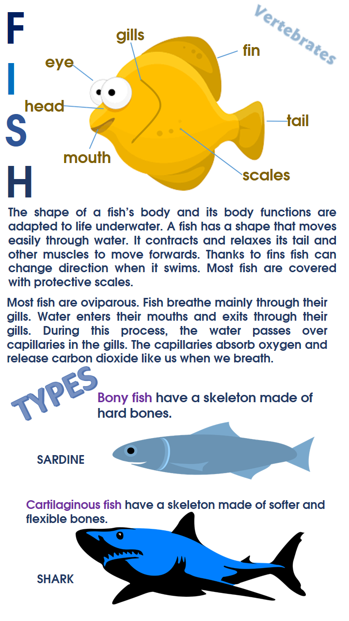 Natural Science 6º CEIP Camposoto: VERTEBRATES: FISH