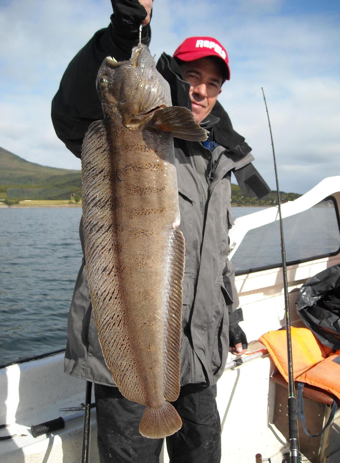 Big Fishes of the World: WOLFISH (Anarhichas lupus)