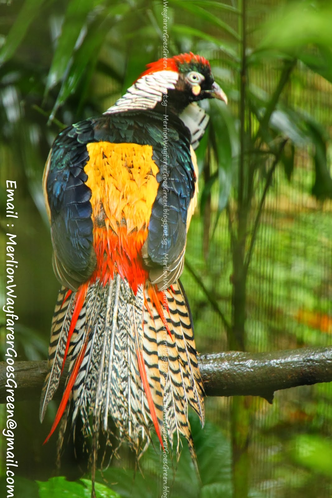 Jurong Bird Park - Southeast Asian Birds Aviary ~ Merlion Wayfarer Goes ...