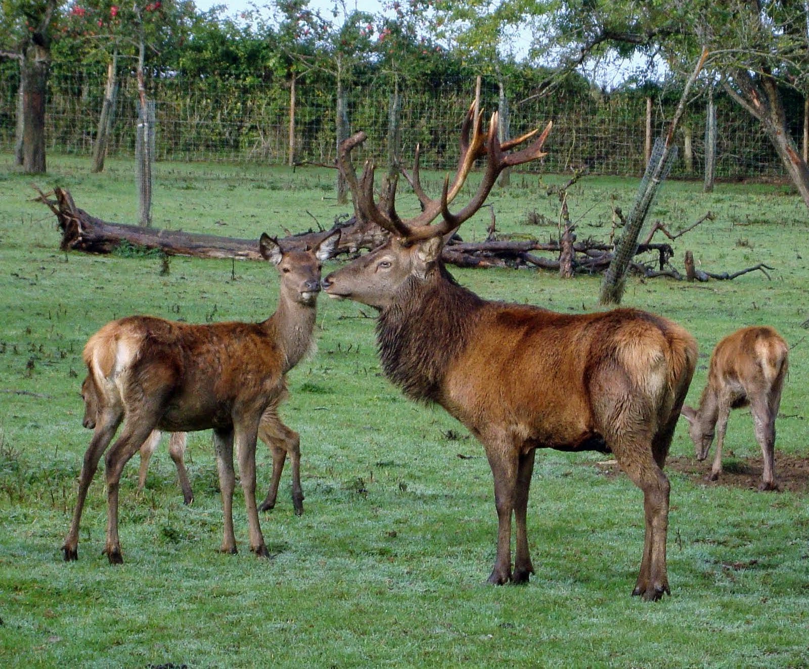 ANIMALS PICTURE: STAG PICTURES GALLERY-2