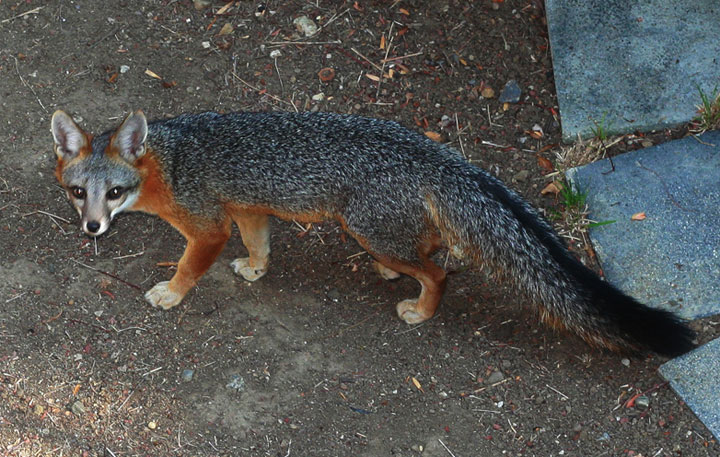 Friends of the Island Fox: The Island Fox's Origin - The Gray Fox