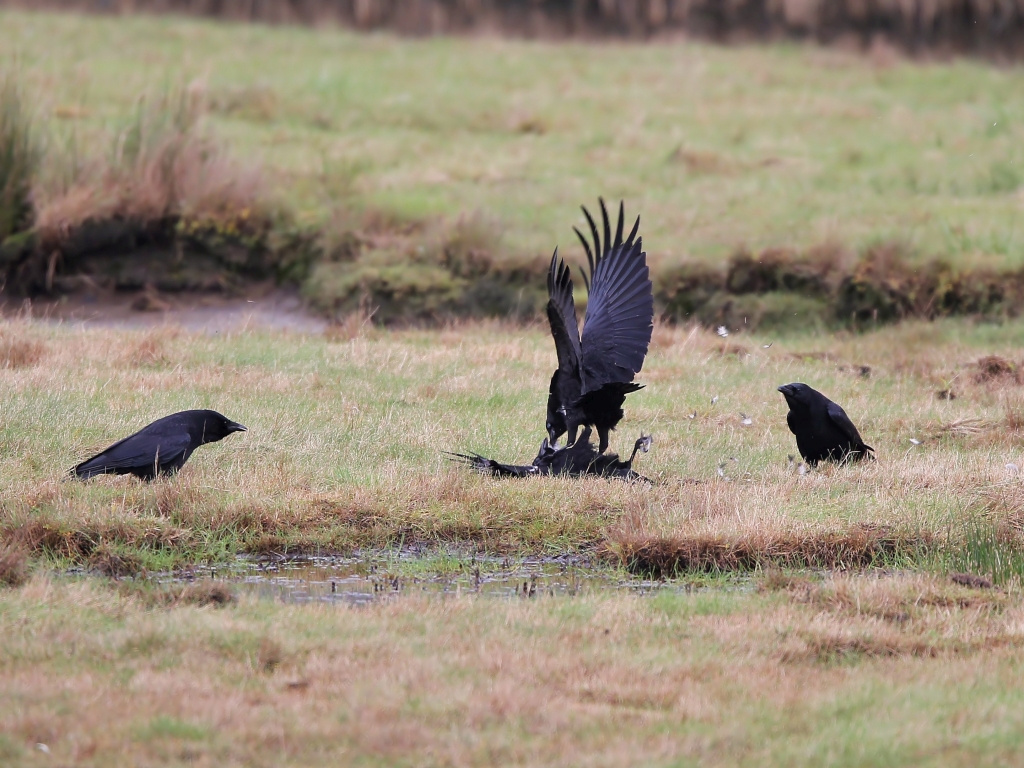 Martin Jump Wildlife Photographer: A CROW PARLIMENT.