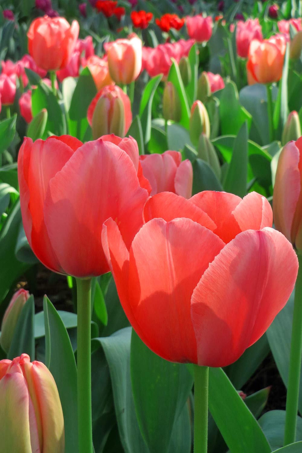 An Arkies Musings: Tulip Mania