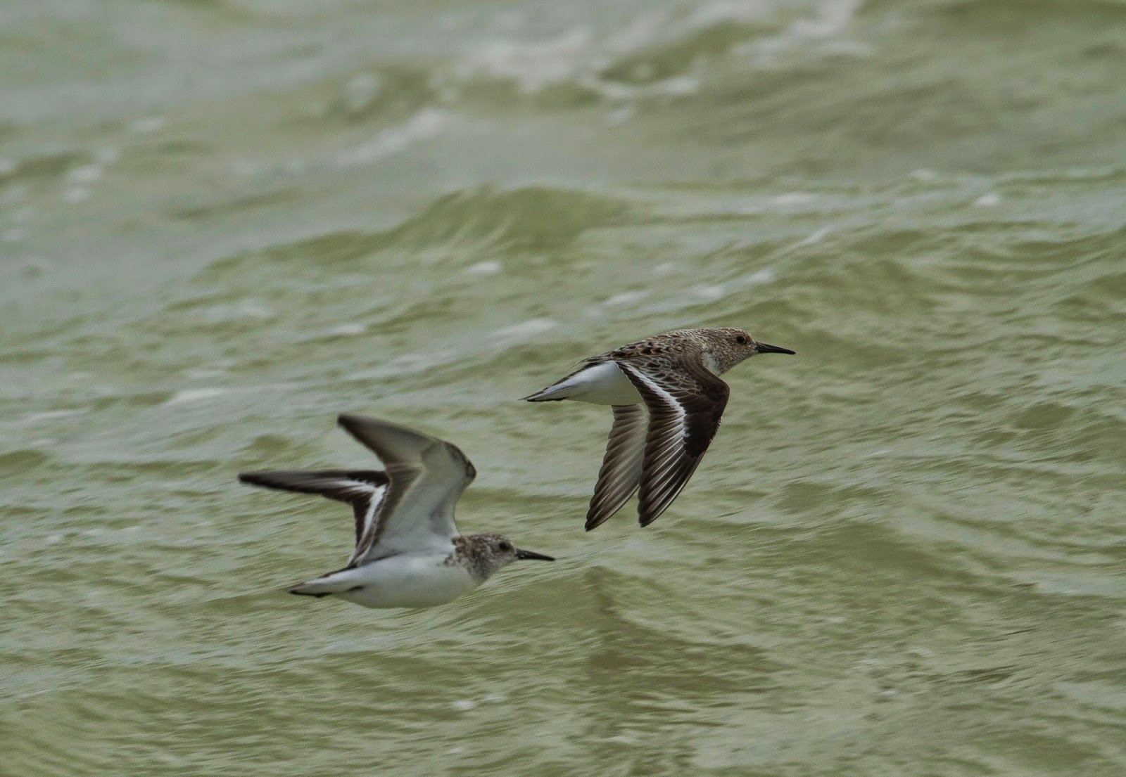 The Birds of Climping Gap & Lower Arun Valley