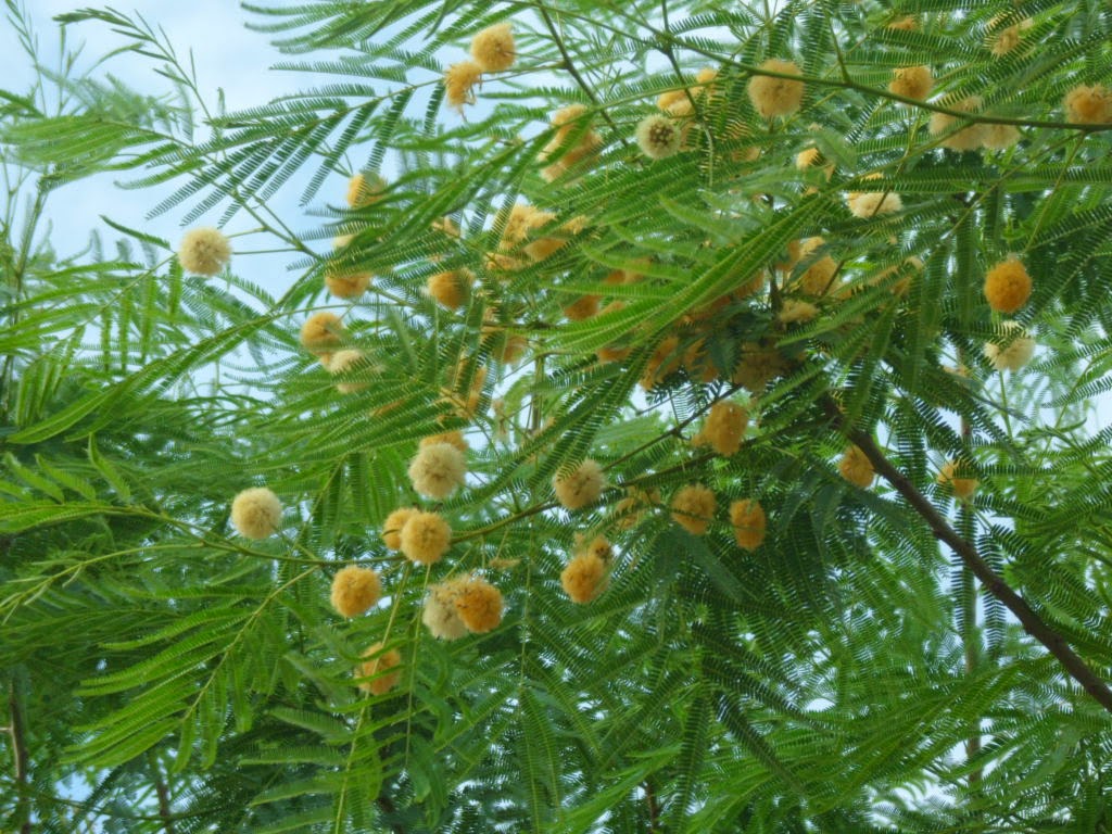 Aromito en flor: Acacia Visco II