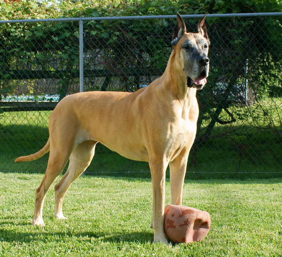 Great Dane | Australian Dog Lover