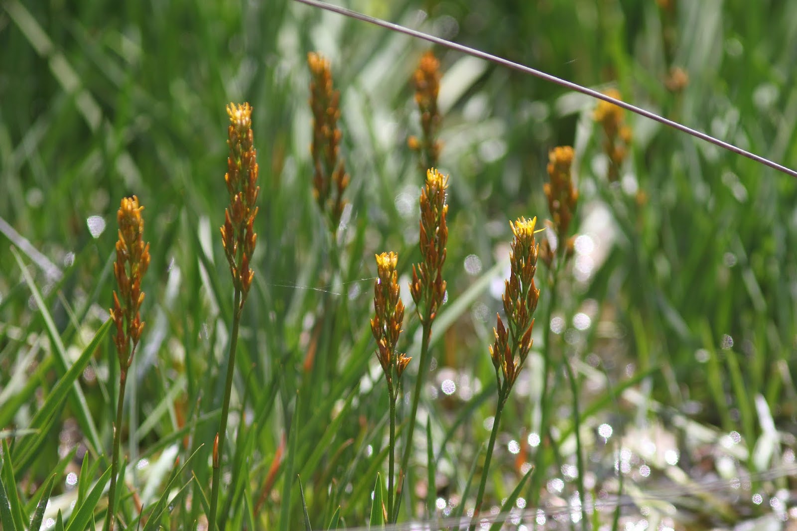 Non-Stop Birding: The Lizard, day five, journey home via Bystock Pools