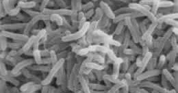 Karakteristik Bakteri Nitrobacter - Biologi Edukasi: Belajar Sains Biologi