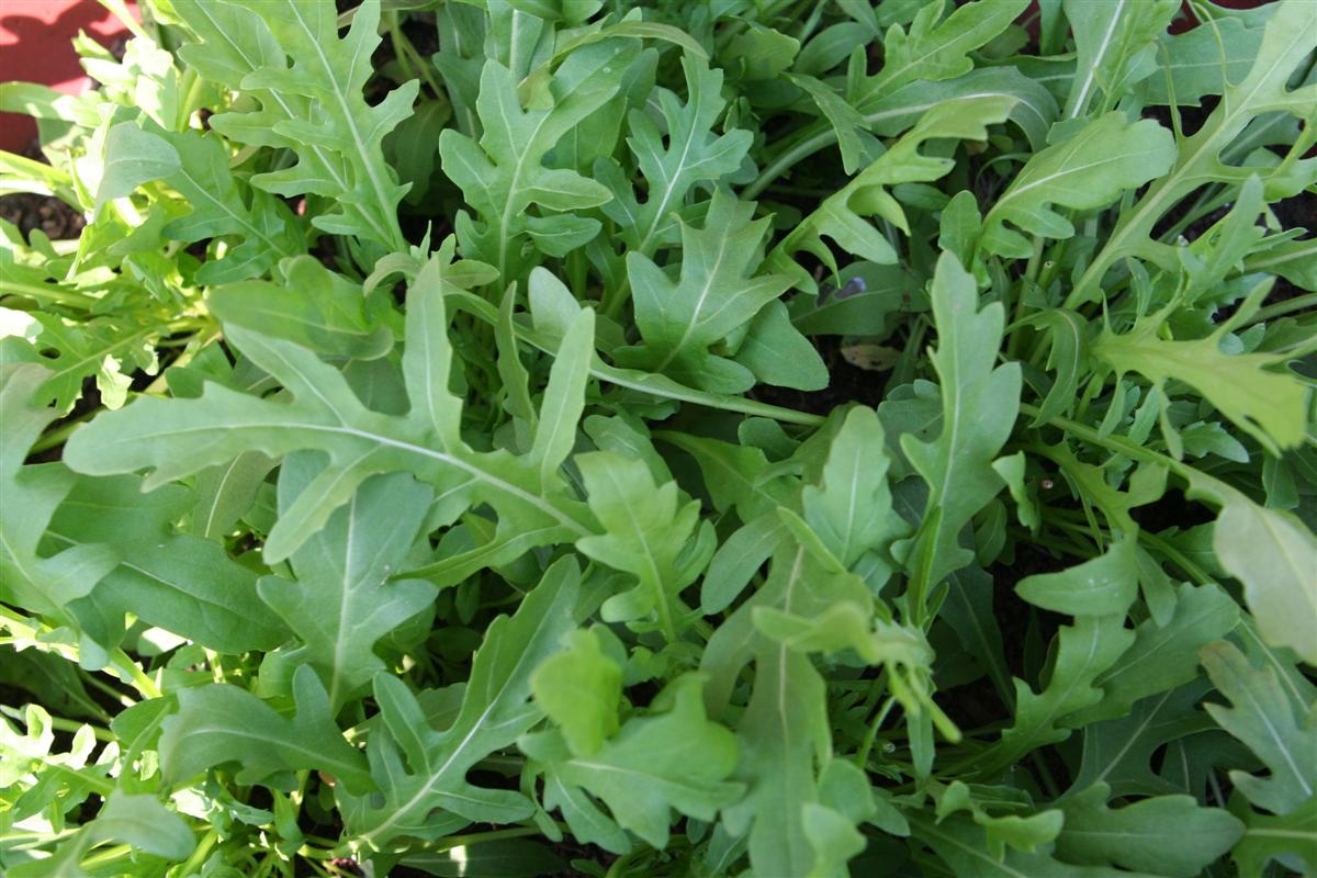 Health benefits of Arugula ~ Helth