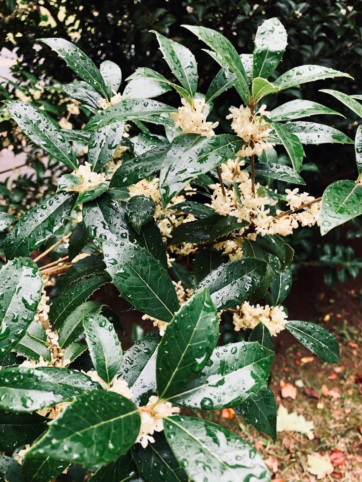 Where the Catbird Sings