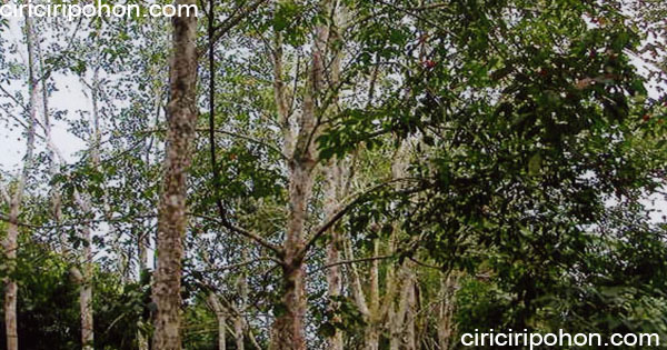 Jenis - Jenis Pohon Akasia di Dunia - Ciriciripohon.com
