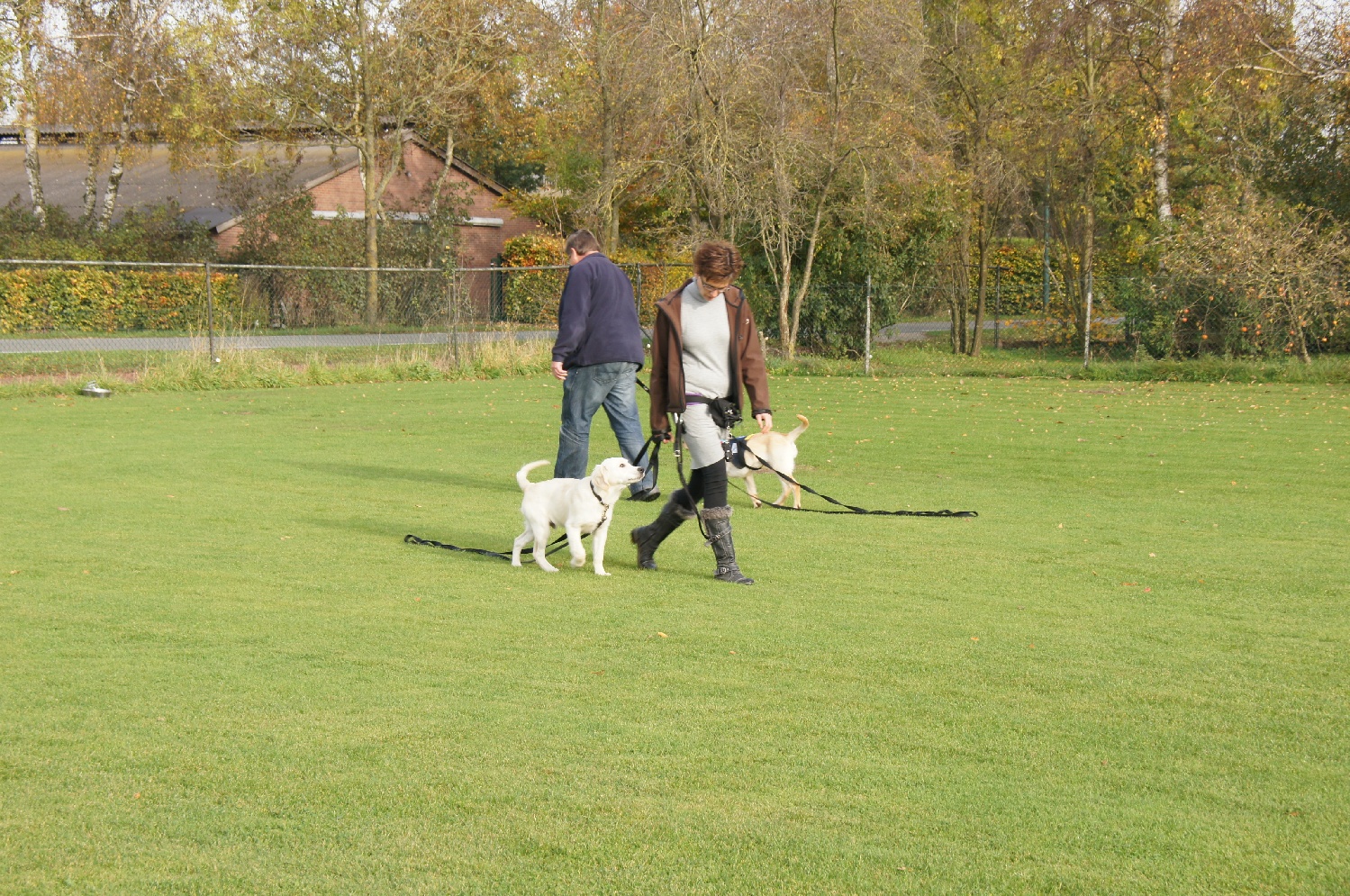 Ginny, hulphond in opleiding: Collectieve training - aan de lange lijn