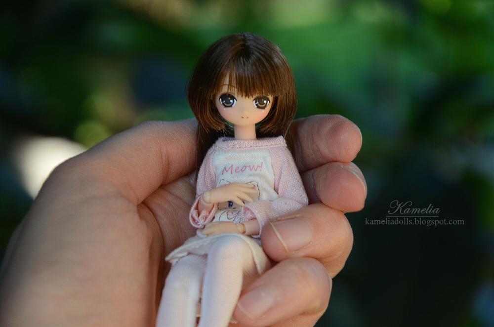 Kamelia: Picco Neemo Fanny Fanny Himeno