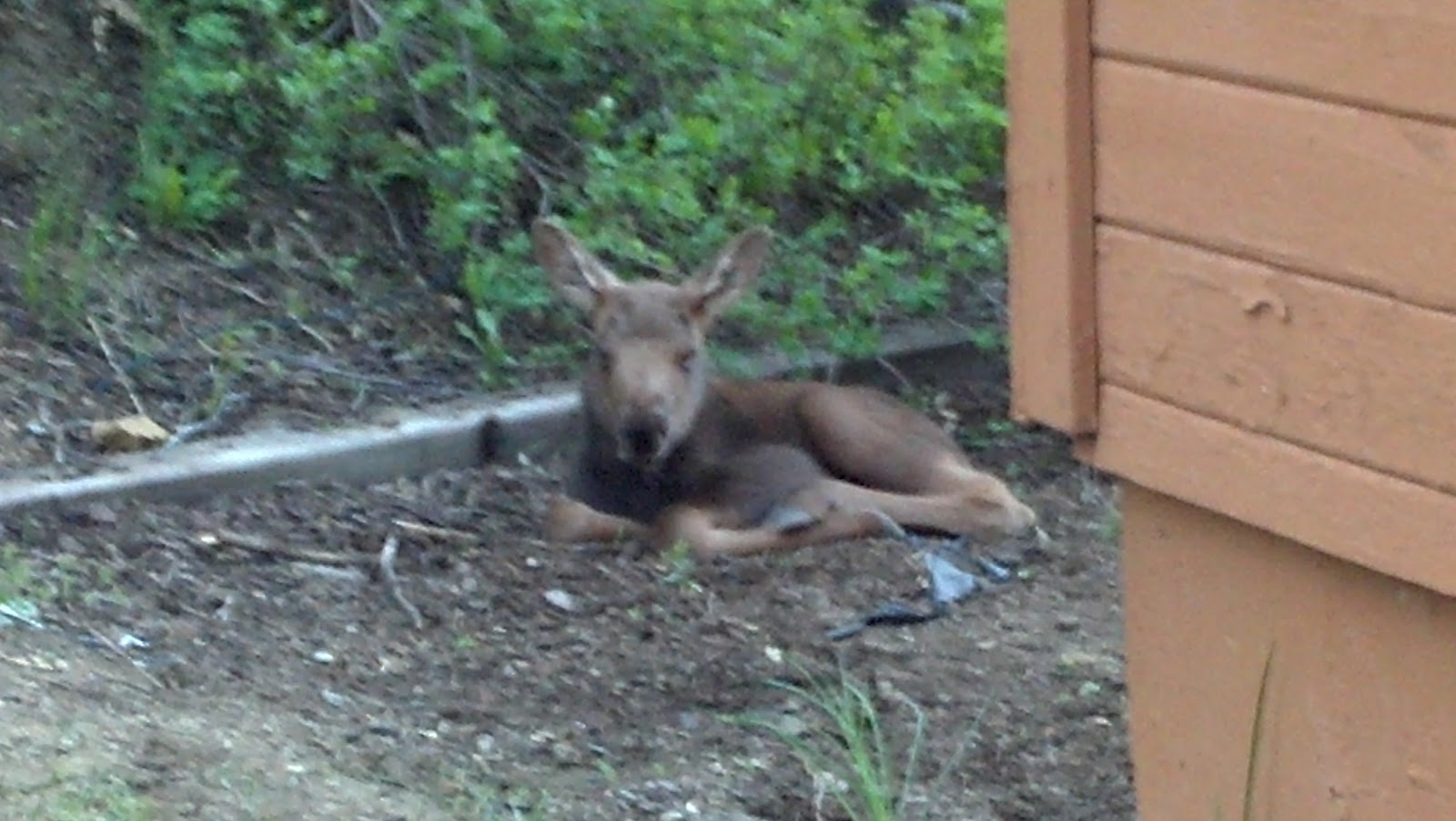 Baby Moose
