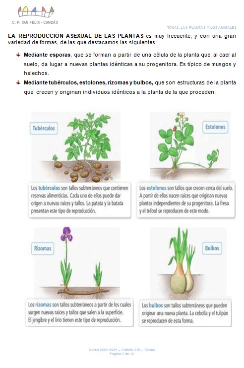 Blog de 5ºB del C. P. San Félix : TCNA 3 LAS PLANTAS Y LOS ANIMALES