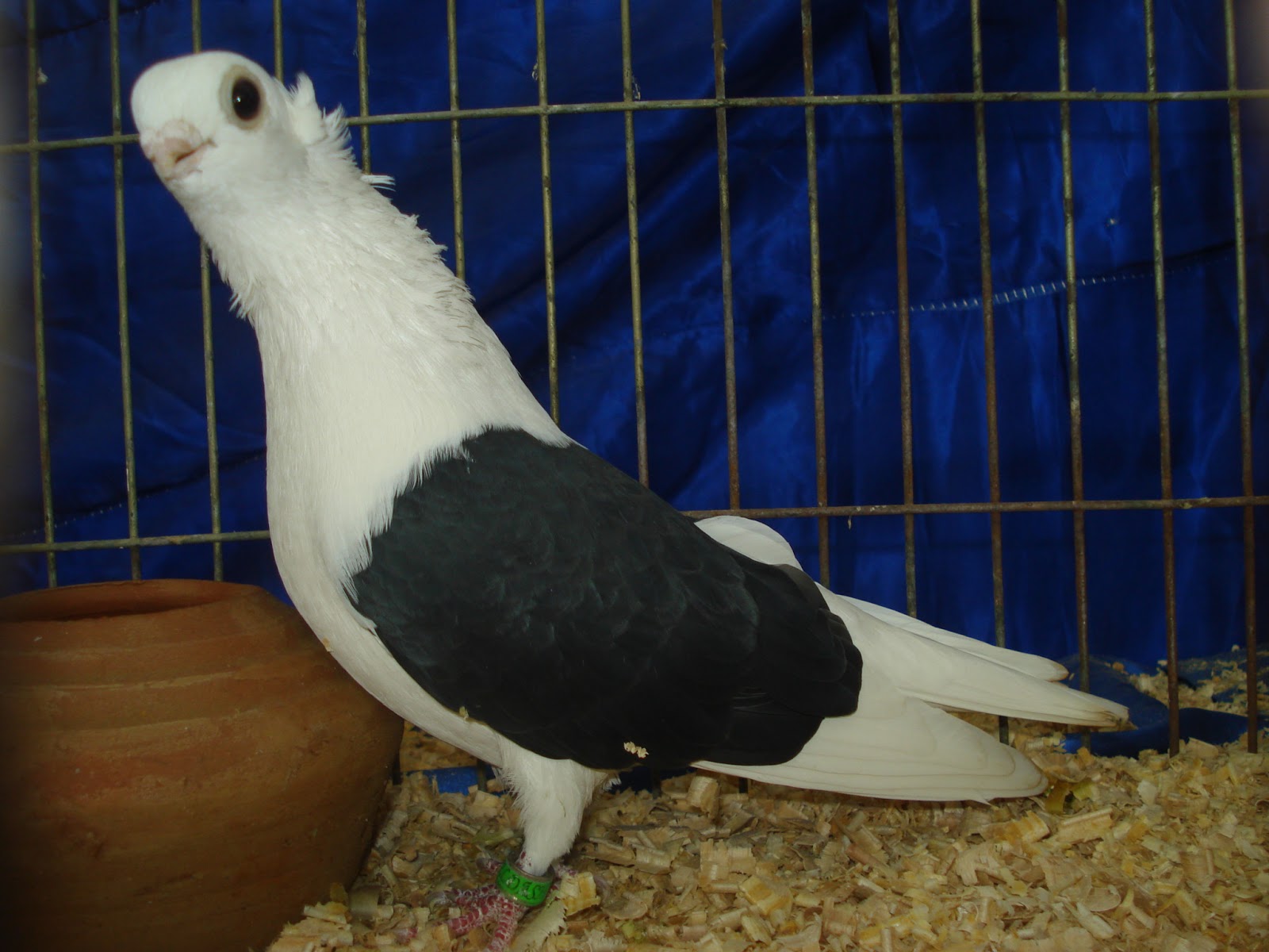 Pigeons for sale: Polish Owl fancy pigeon for show