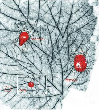 VIDA FELIZ: na Horta: Como Controlar as Pragas: ÁCARO VERMELHO (Aranhiço)