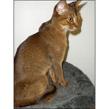 Encyclopedia of Cats Breed: Ruddy Abyssinian Cat | Tawny or Usual
