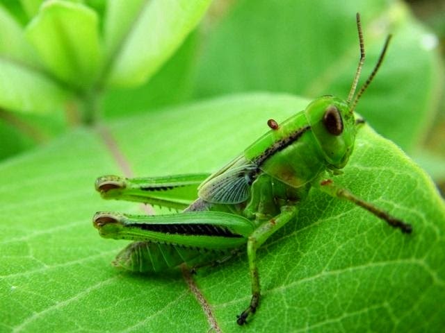 SABES POR QUÉ CANTAN LOS GRILLOS? ~ CURIOSIDADES DE LOS ANIMALES