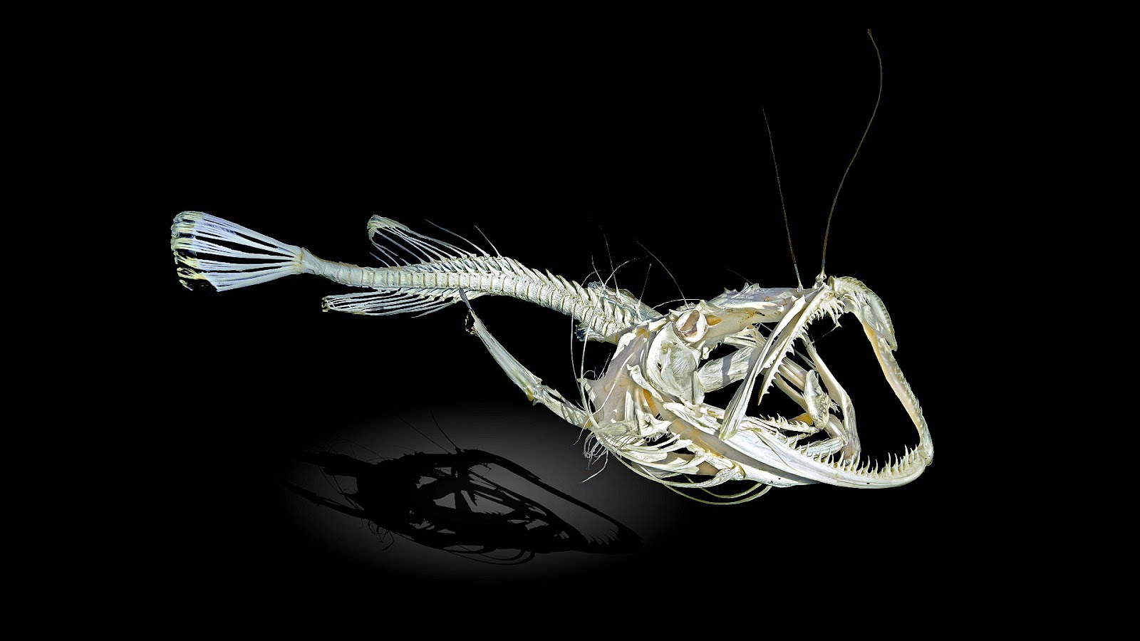 Fish With The Light On Its Head - Fish Choices