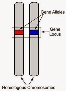 TERMINOLOGIA DE GENETICA | CUARTO