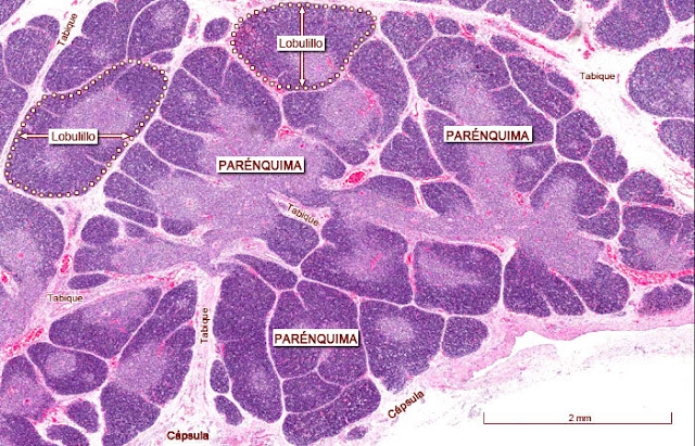La células del Timo se transforman en células de la piel - Nomada Q