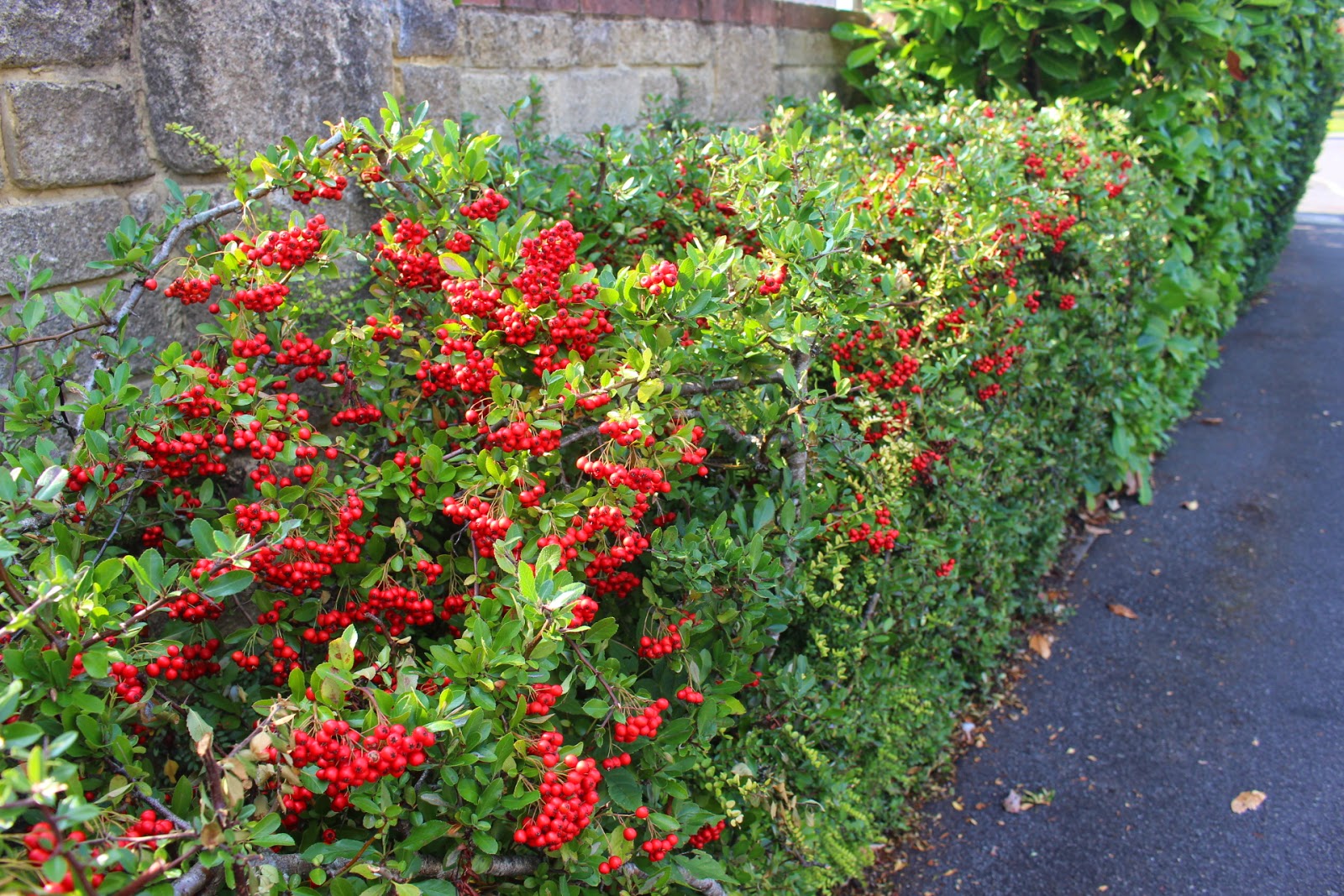 Plant Profile: Pyracantha