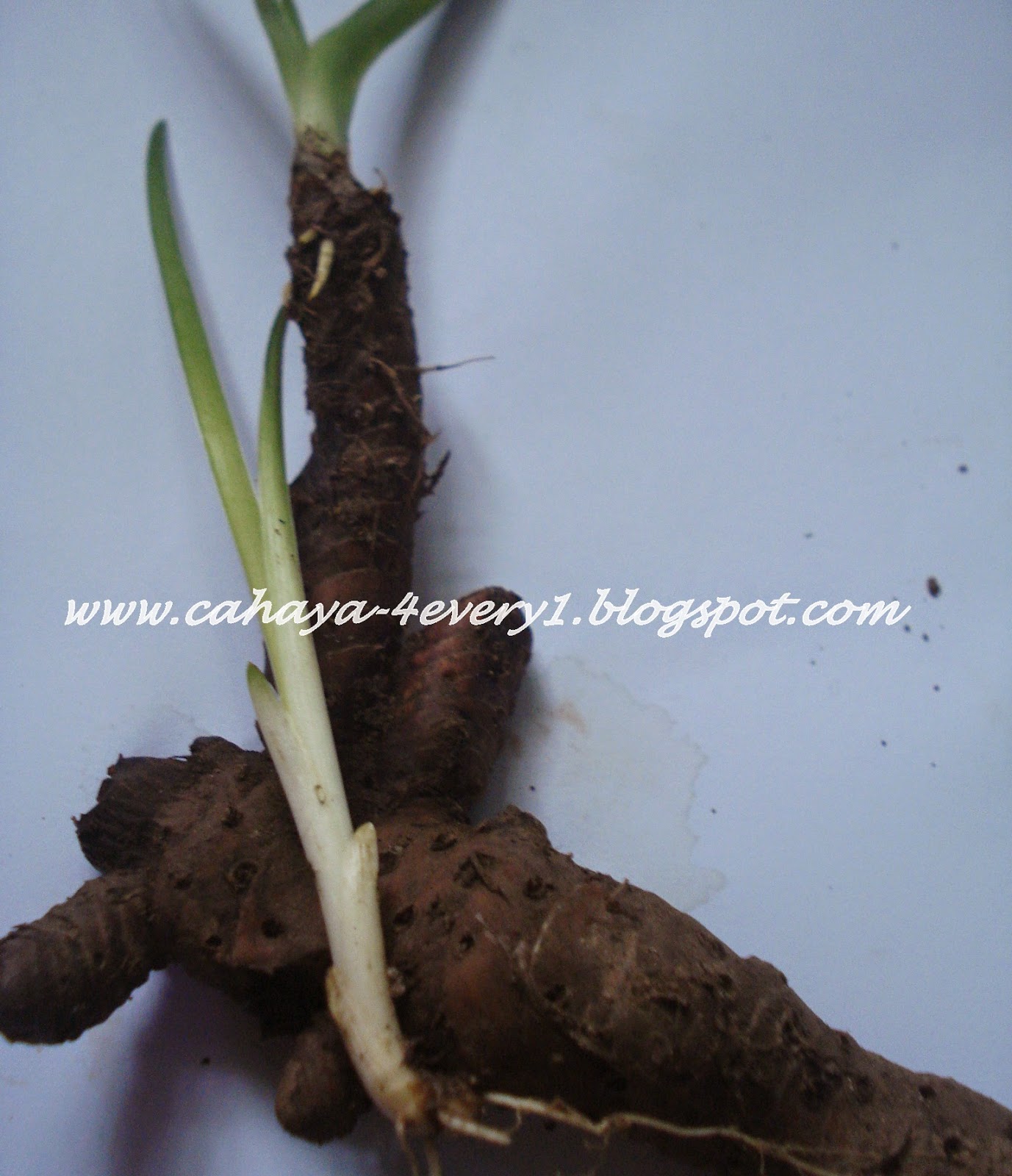 RUMAHKUBAHAGIAKU: Mengenal berbagai umbi dan rimpang bunga (bagian 1)