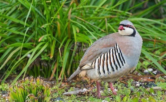 Chukar partridge Bird Beautiful HD Pics Wallpapers