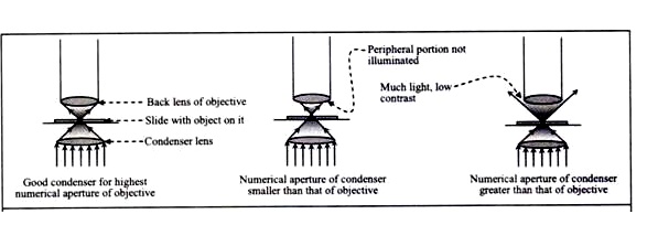 Microbiology: Microscope