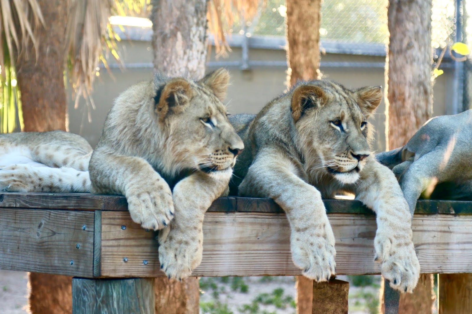 What Animals Are At Naples Zoo at Andrew Mckeown blog