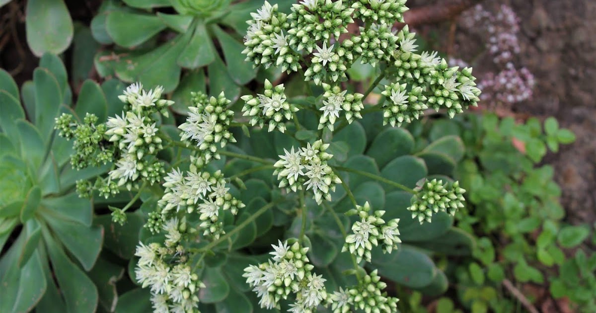Aeonium liui. Arango