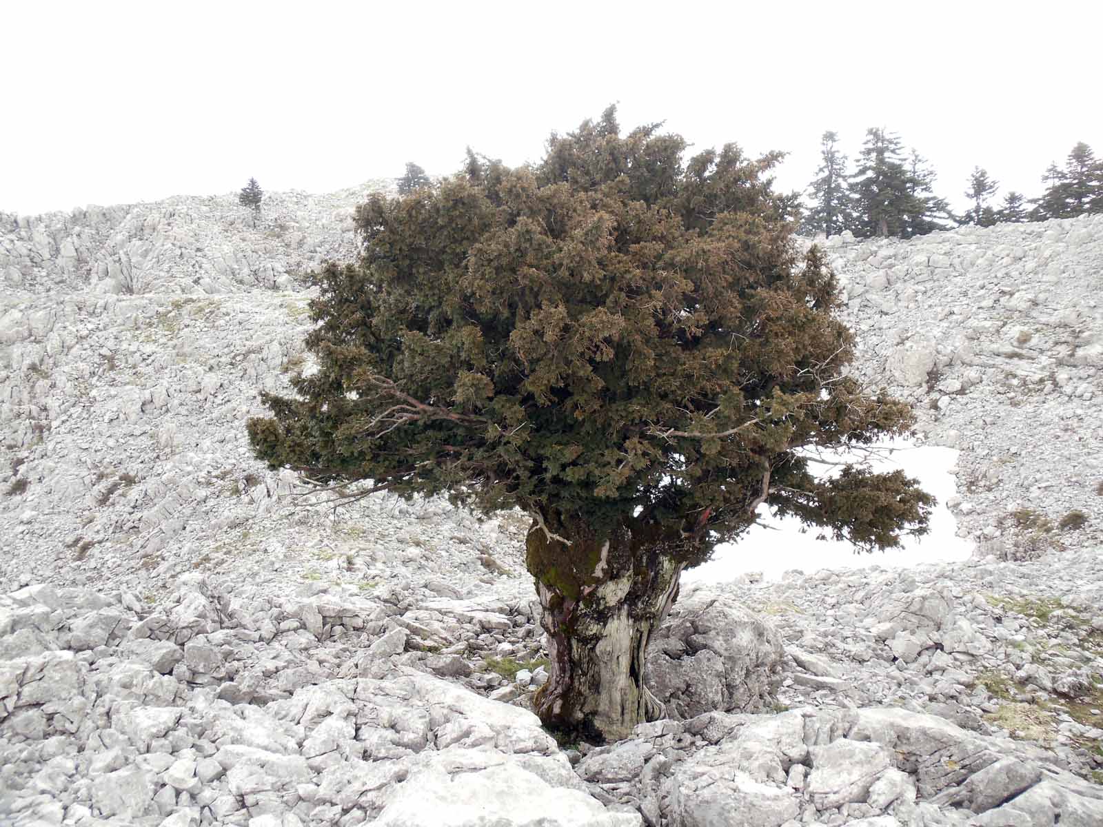Με τον ΦΟΠ στα βουνα: Ξεροβουνι 1453μ. (Ευβοια)