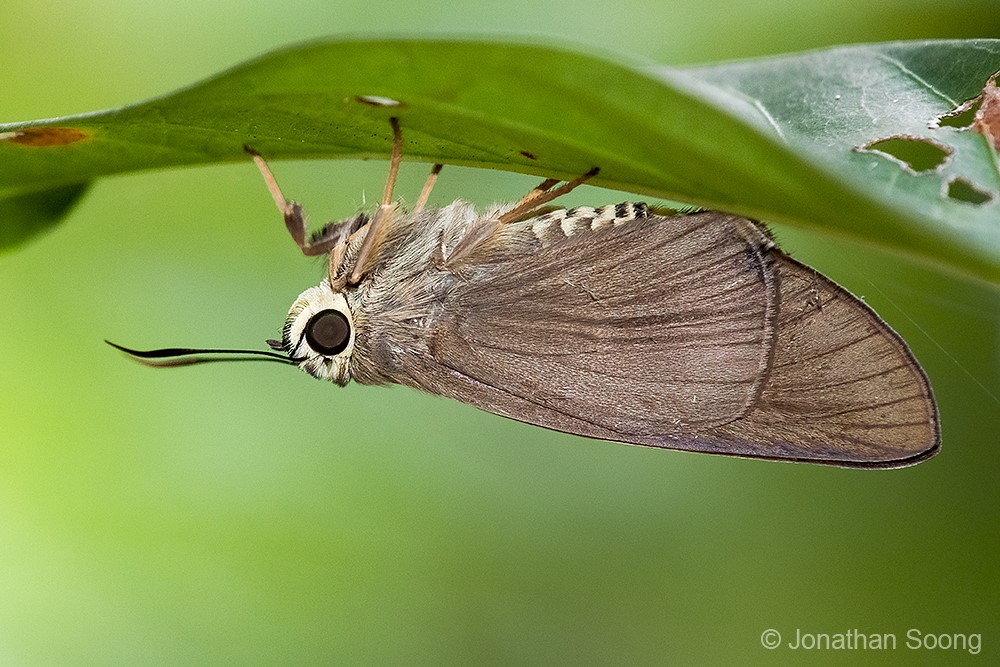 Butterflies of Singapore: Awls of Singapore : Part 1