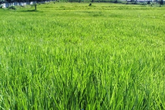 RUMPUT BEDE/ SIGNAL (BRACHIARIA DECUMBENS) - Ilmu Ternak