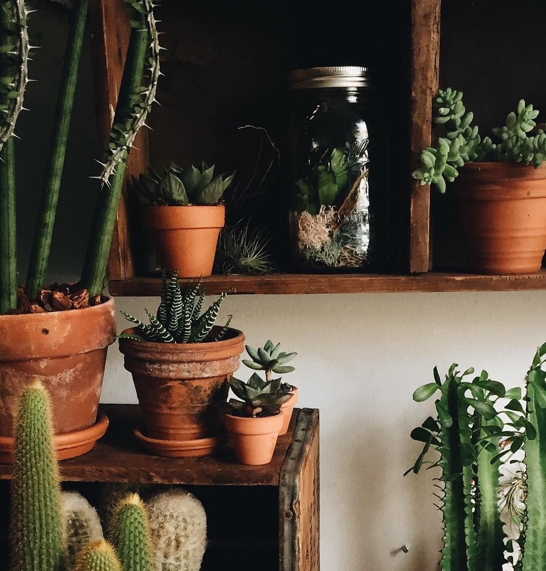 48 Cute Small Cactus Ideas To Maximize Your Interior Design | ARA HOME