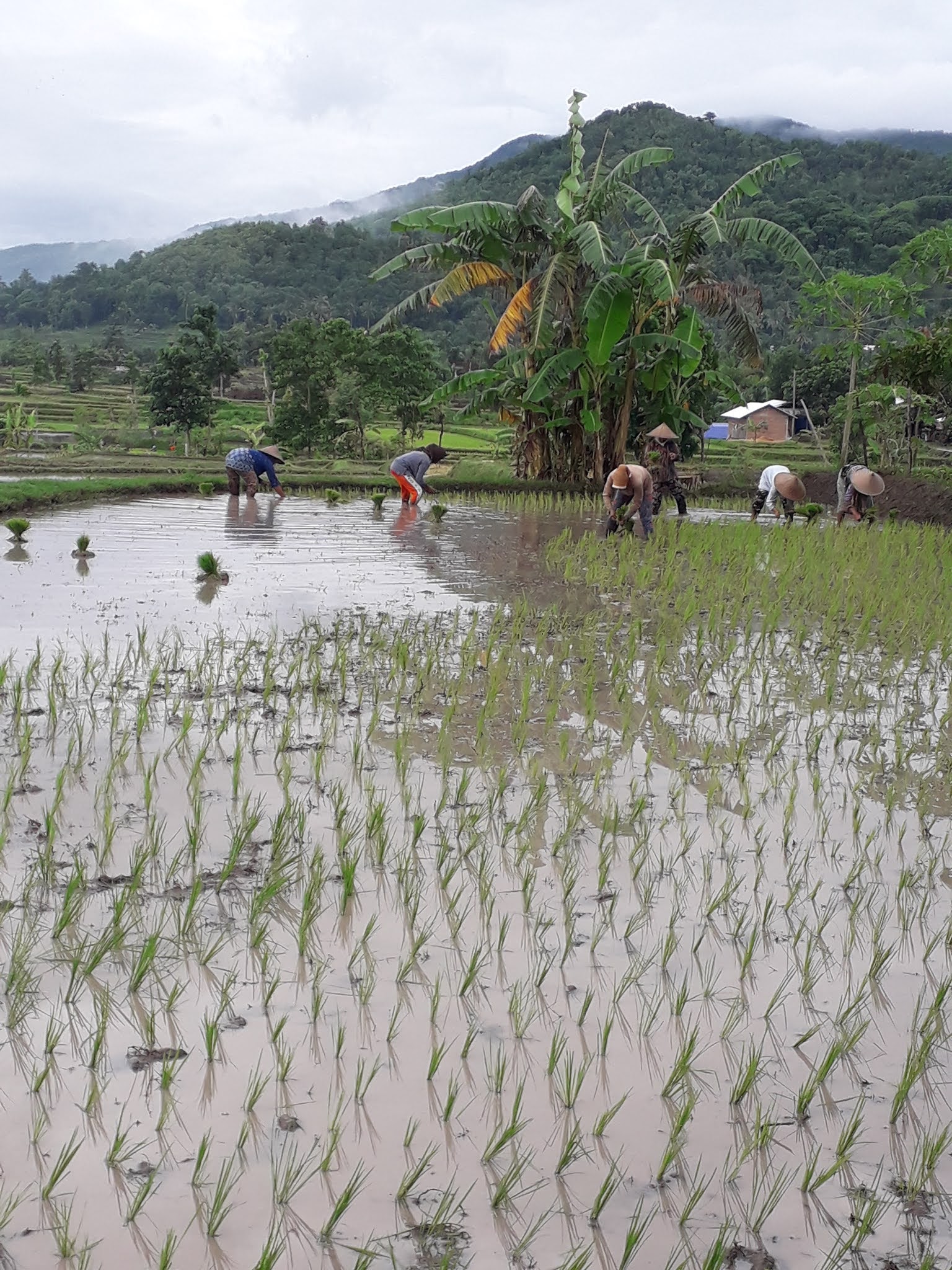 10 Cara Menanam Padi Sawah Tadah Hujan - IDNFARMERS