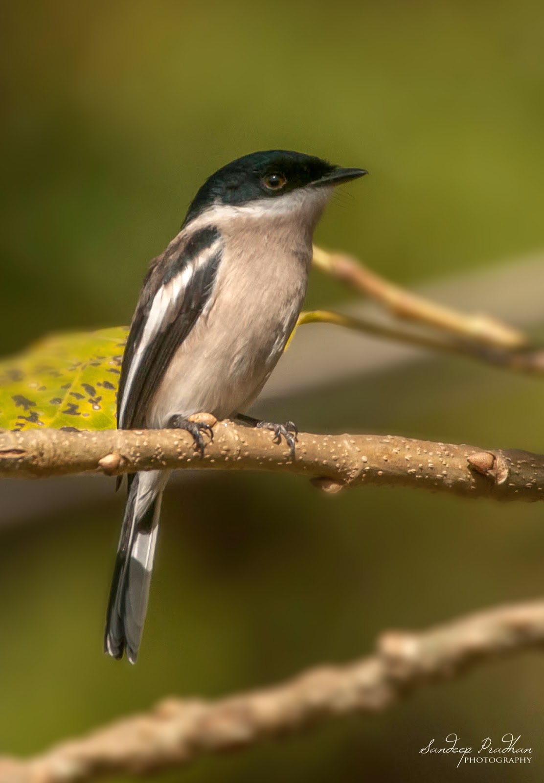 SHARING OPINION: BIRDS OF ARITAR & SIKKIM