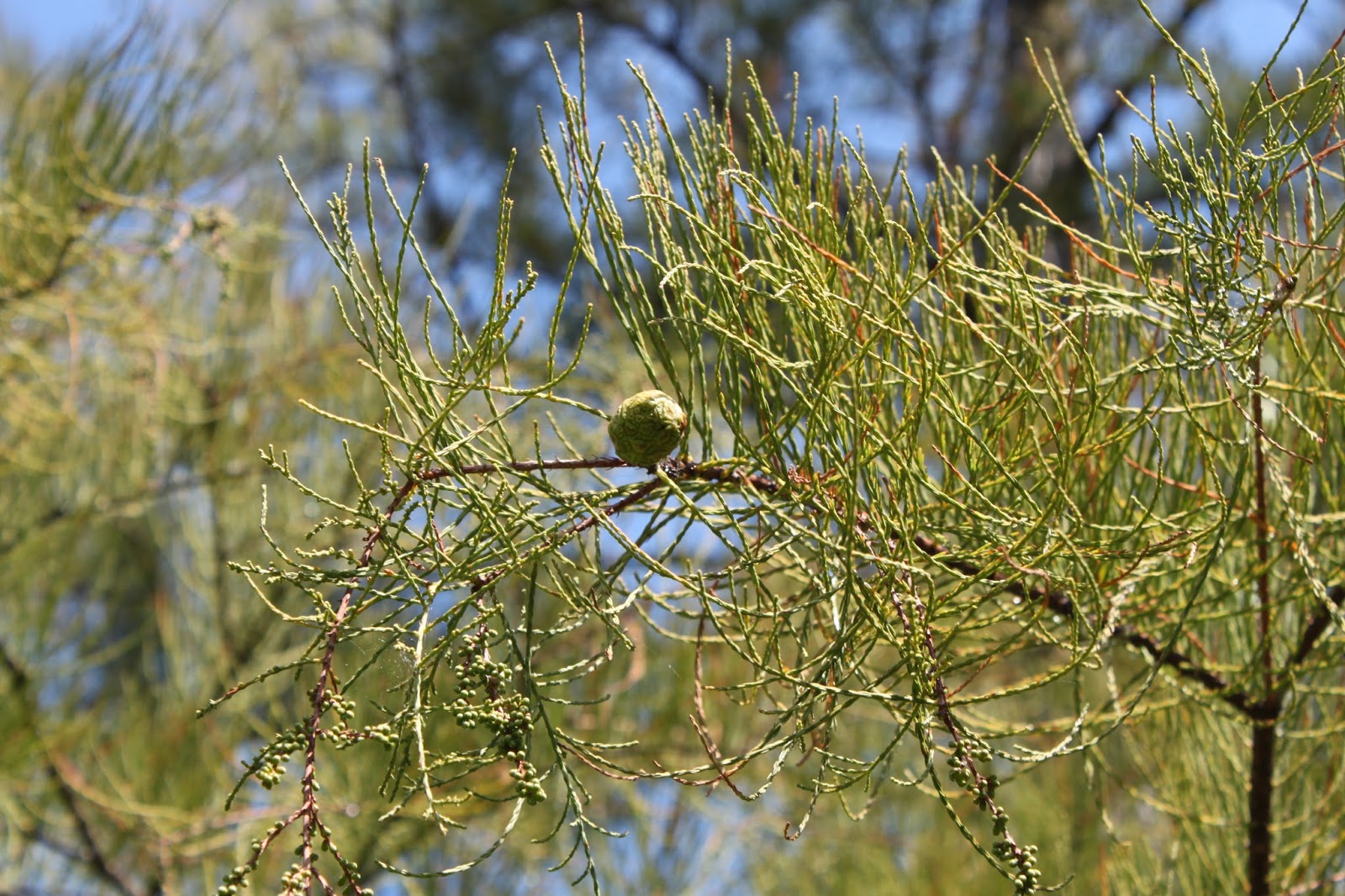 Centenary College Arboretum: Tree of the Week: Pond Cypress (Taxodium ...
