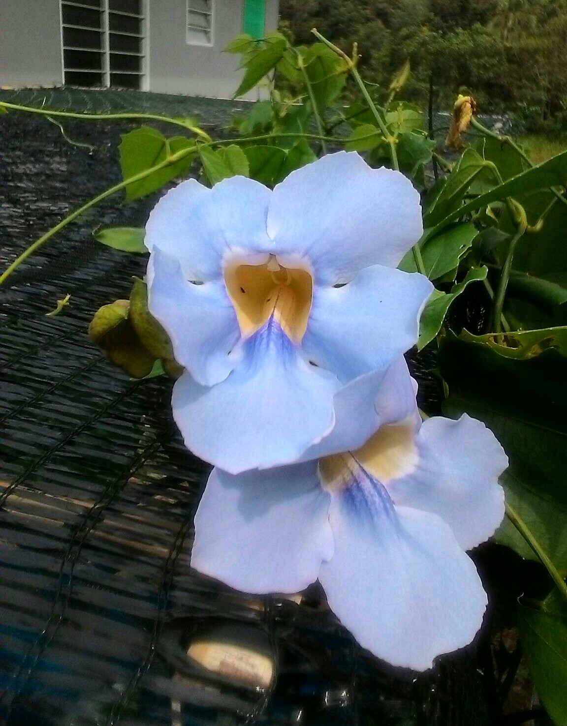 LamanComelKami: Raikan Cuti Cara Thunbergia Biru (Blue Clock Vine)