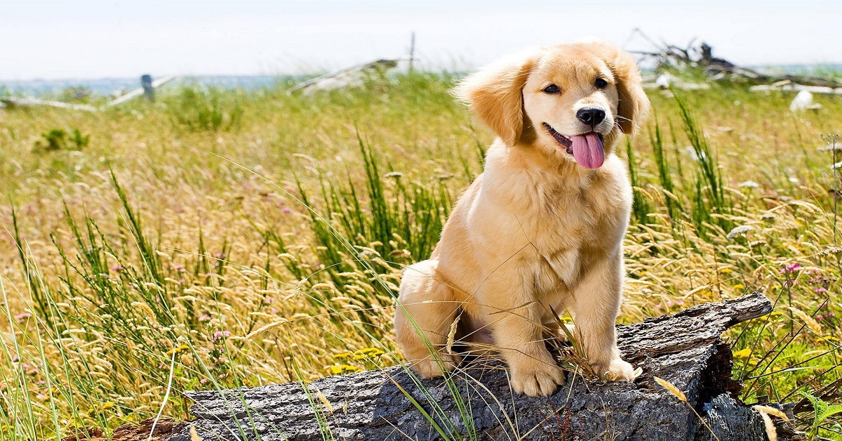 Golden Retriever, el perro ideal para la adopción ~ Una Mascota Por Dia