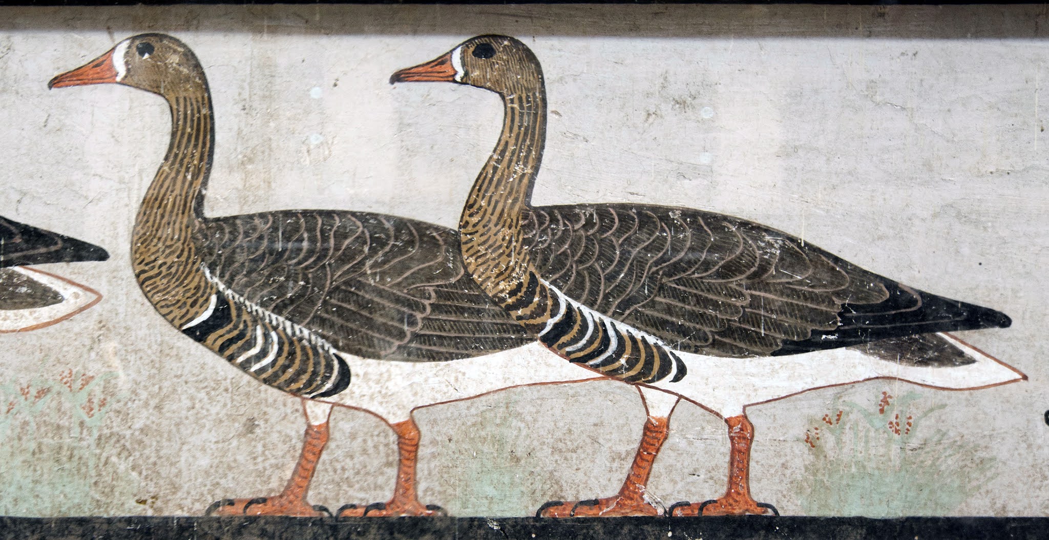 Agnosis: Símbolos polares. Animales polares: la oca.