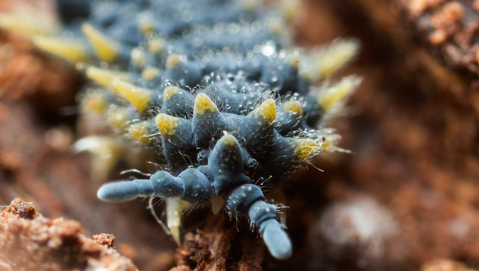 Real Monstrosities: Jelly Horns of Acanthanura