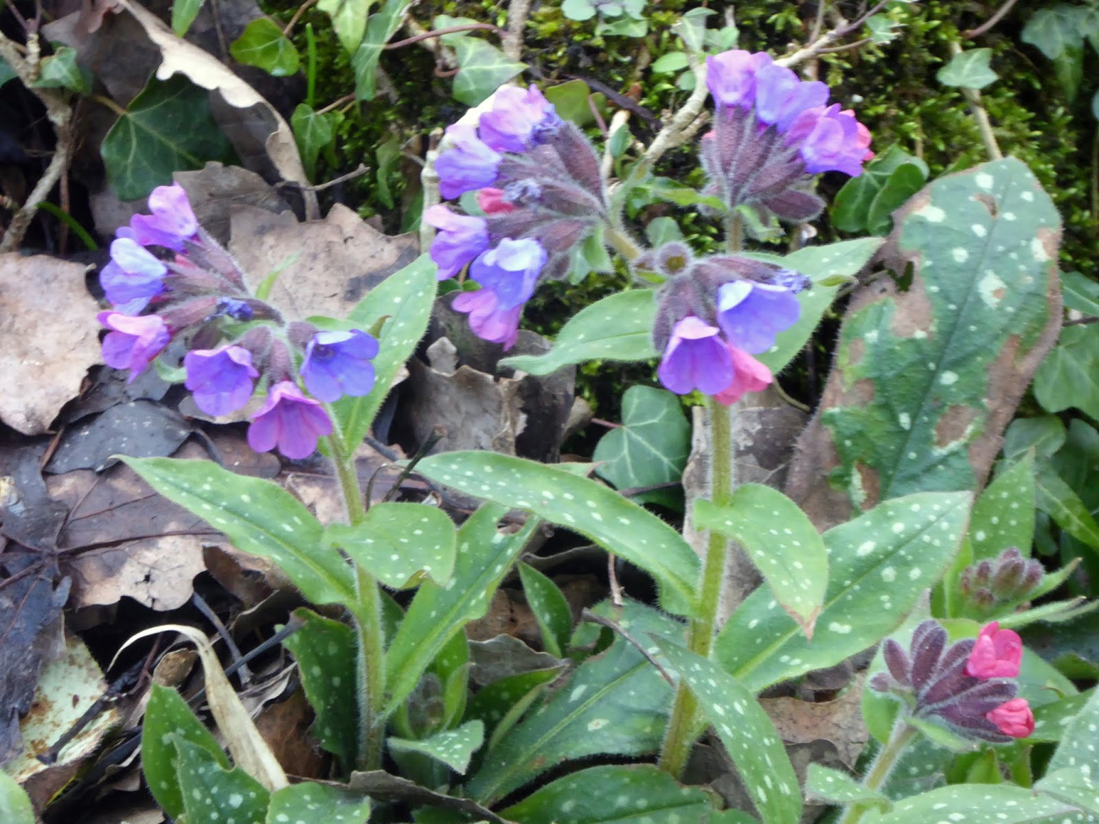 Wild and Wonderful: Female Hooded Merganser in Christchurch Park, Ipswich