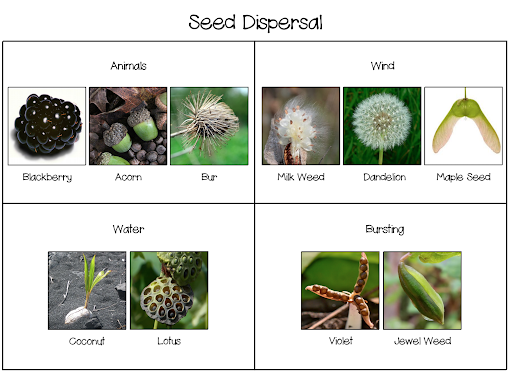 Homeschool Week 2: Seed Exploration & Dispersal