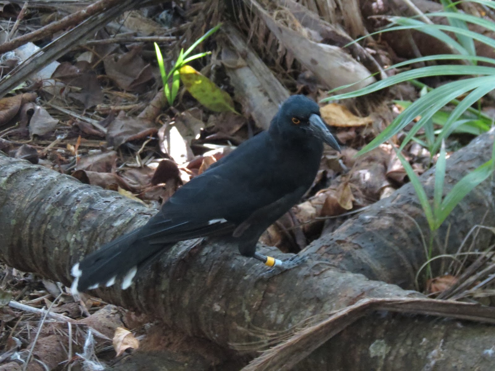 YOUNG BIRDER'S NOTES: LORD HOWE ISLAND: The Forests