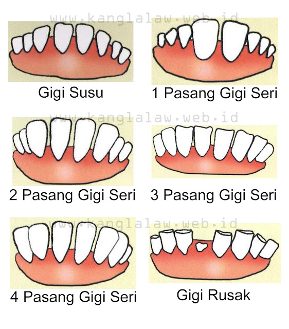 Bagaimana Cara Menduga Umur Domba atau Kambing? - Kanglalaw Official
