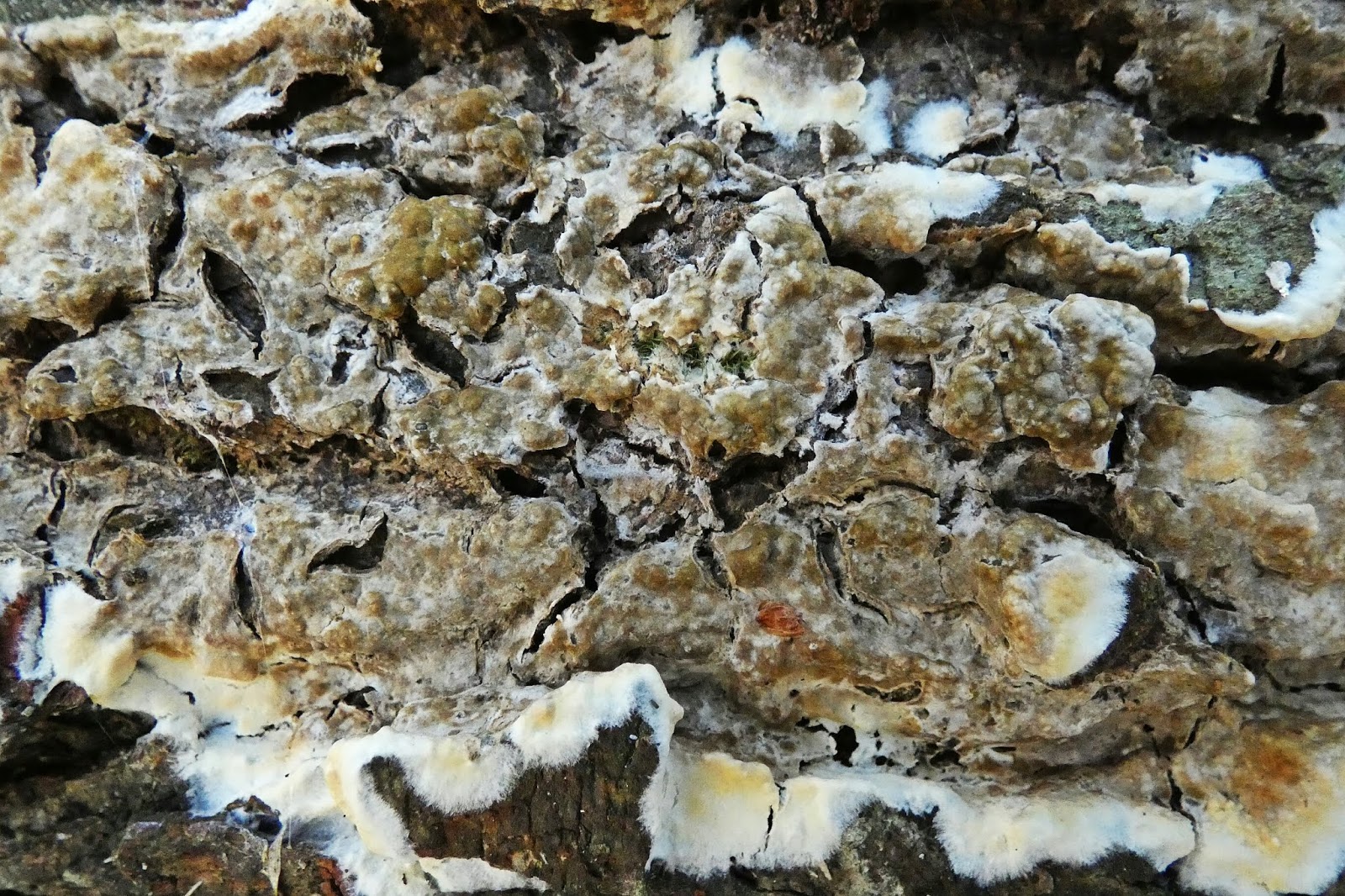 Setas y Hongos de Tineo : CONIOPHORA PUTEANA (Schumach.) P. Karst.