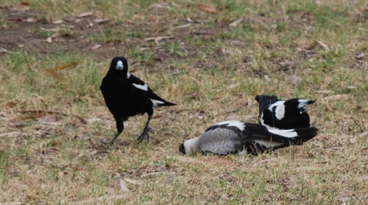 My dog : Australian magpie plays with a canine friend