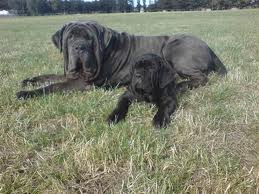 CachorrosBlogs.: Raça Mastim Napolitano - Cachorros.
